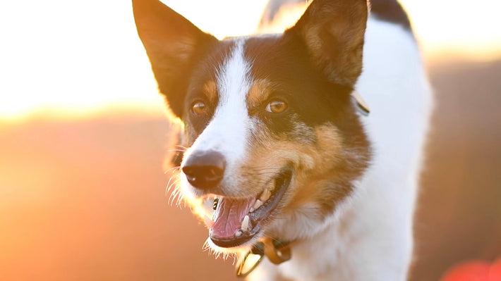 Performance Pet Foods - Australian Made Dog Treats